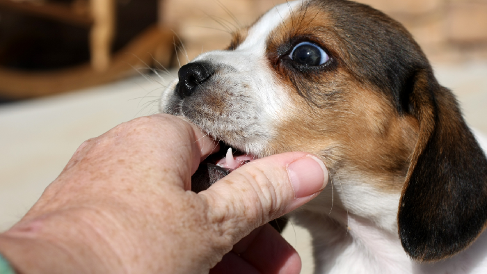 Hoe leer ik mijn pup af om in mijn handen te bijten – rustig, liefdevol ...